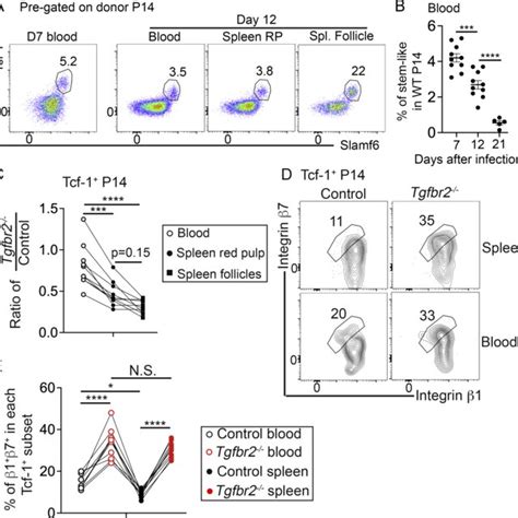 Tgf β Promotes Stem Like Cd8 T Cells During Chronic Viral Infection