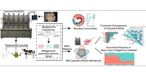 Metagenomic Analysis Of In Vitro Ruminal Fermentation Reveals The Role Of The Copresent