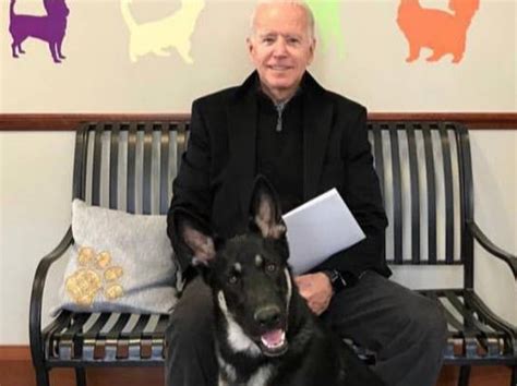 Жо Байдены нохой Цагаан ордонд амьдардаг анхны аврагч нохой болно Isee Mn