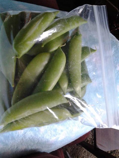 Peas 7 7 By Smokeybubblez On Deviantart