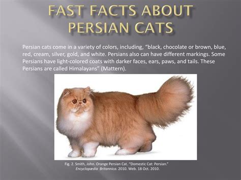 PPT Fast Facts About Persian Cats PowerPoint Presentation Free