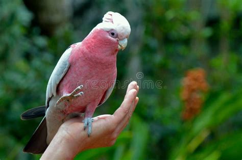 Australian Galah Or Cockatoo Stock Image Image Of Parrot Cockatoo