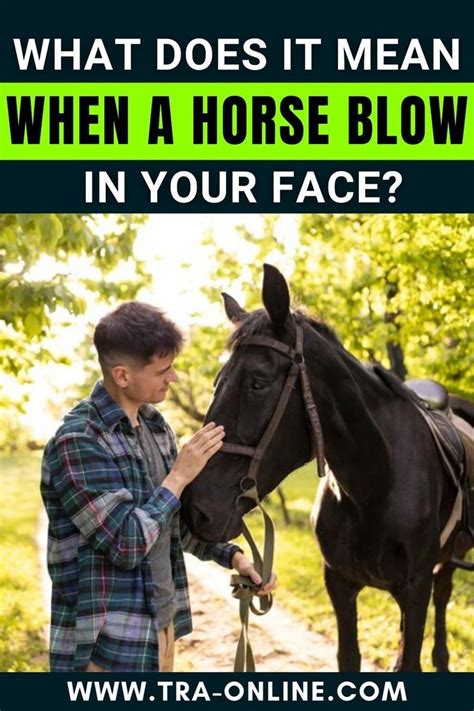 How Do Horses And Donkeys Mate Artofit