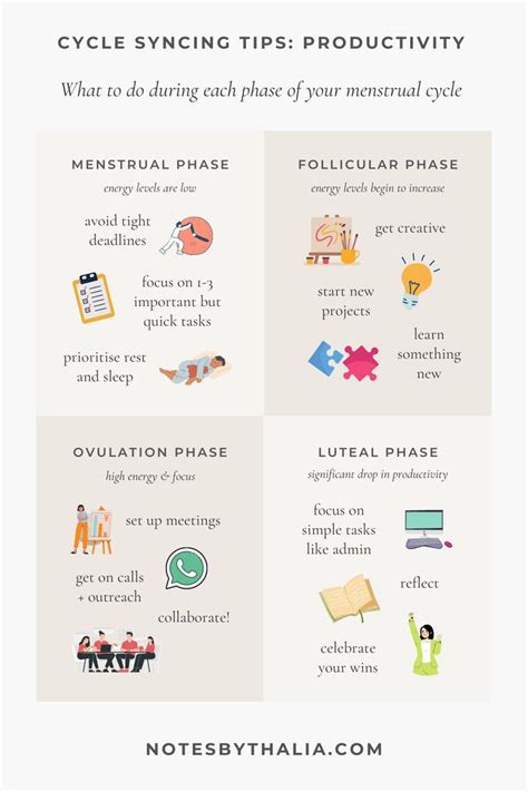 Menstrual Cycle Artofit