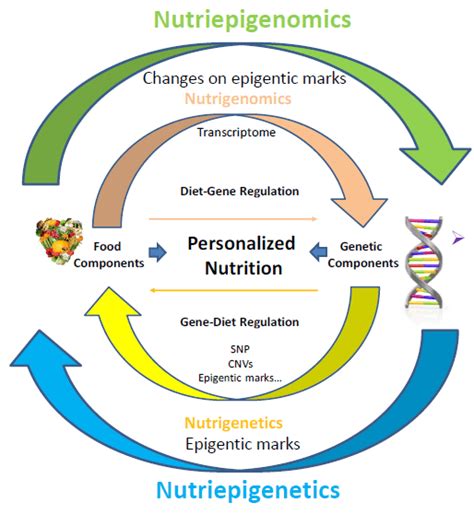 Relationship Between Nutrition And Genomics