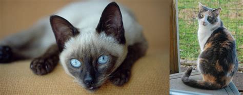 Siamese Vs Dilute Calico Breed Comparison Mycatbreeds