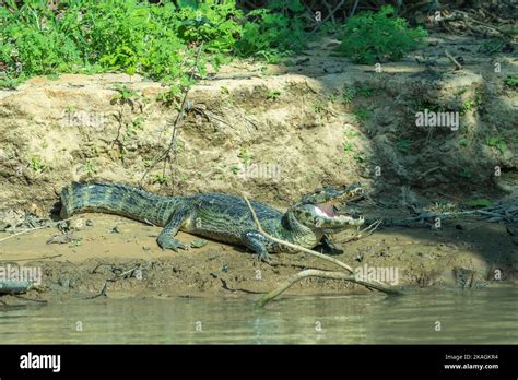 Caiman With Mouth Open Lying On The River Bank In The Pantanal Stock Photo Alamy