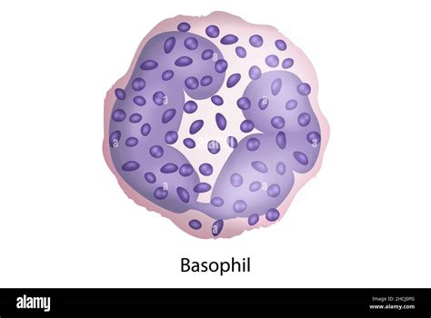 Basophil Histology