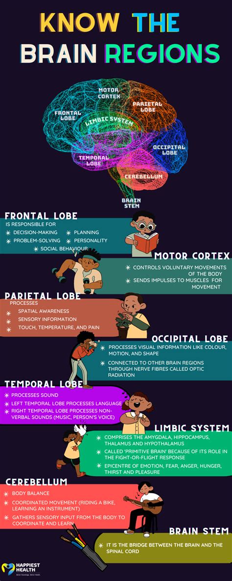 Know The Brain Regions Happiest Health