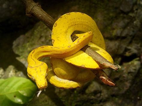 Yellow Tree Python