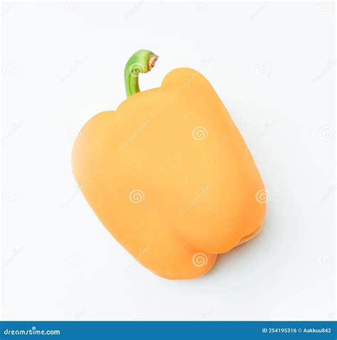 Bell Pepper Capsicum Annuum Stock Illustration Illustration Of