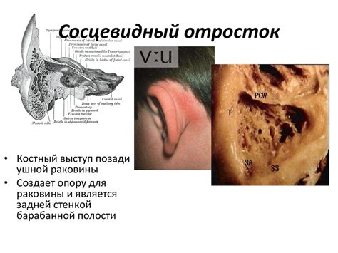 Преддверно улитковый орган Орган слуха Наружное среднее и внутреннее