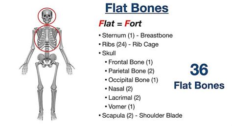 Skeletal System Anatomy Notes Flat Bone Types Worksheet Drawing