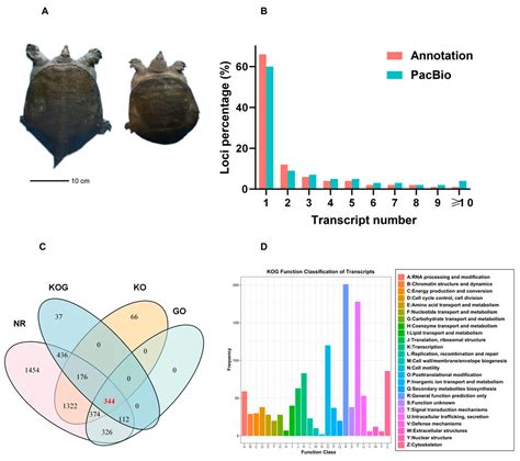 Single Molecule Real Time Sequencing For Identifying Sexual Dimorphism Related Transcriptomes