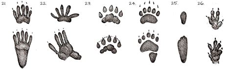 Animal Footprints Identification