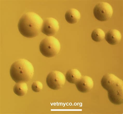 Mycoplasma Anserisalpingitis Vetmyco