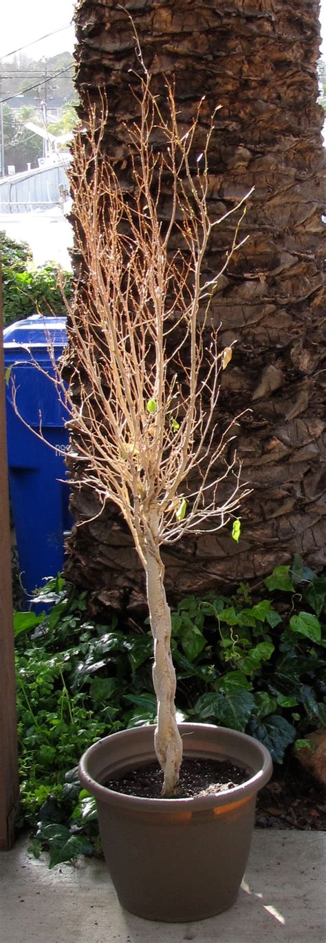 Diy A Creative Amateur