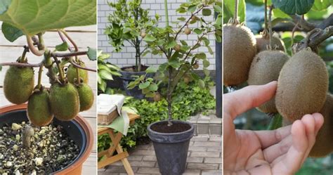 How To Plant Kiwi In A Pot Step By Step Easier Than You Think