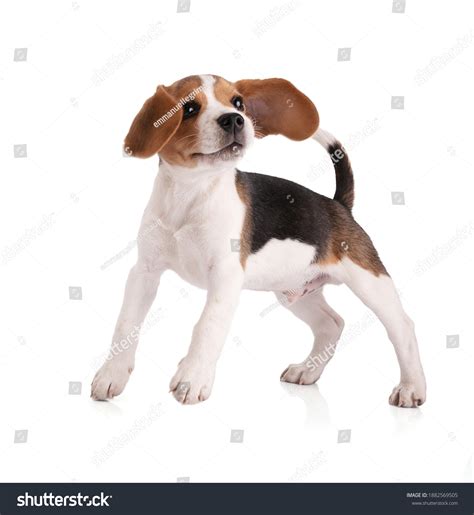 553 imágenes de Beagle jumping isolated Imágenes fotos y vectores de