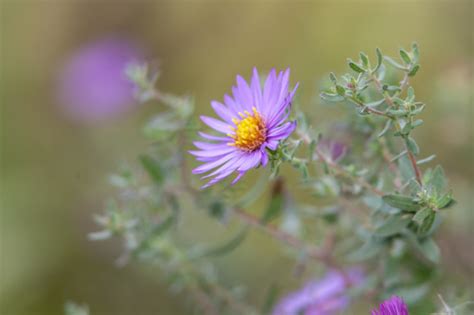 Asters Grassland