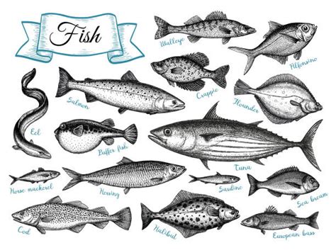 6800 Sardine Stock Illustrations Royalty Free Vector Graphics And Clip