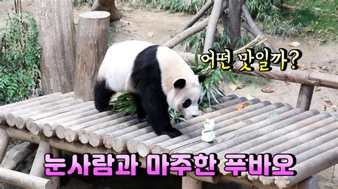 에버랜드 푸바오 펑펑 눈이 와서 재밌었는데 들어오니 또 눈사람이 있어요~ 송영관 사육사님이 만들어준 앙증맞고 귀여운 꼬마