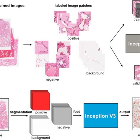 External Validation Results For The Trained Cnn Model Using An