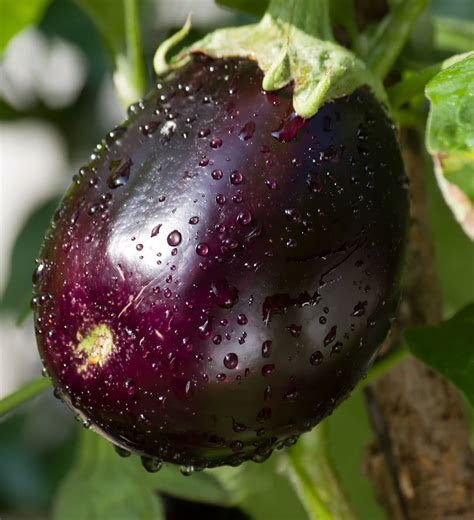 Garden Egg Healthier Steps