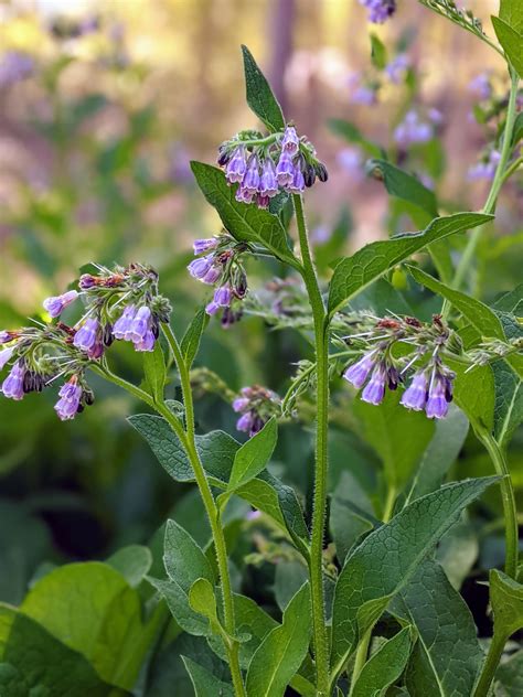 Comfrey Buy Organically Grown Plant Mudbrick Herb Cottage