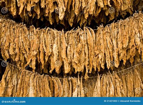 Tobacco Leaves Stock Image Image Of Farming Actions