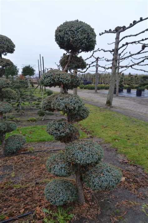 Cloud Pruned Trees Gallery Valley Plants