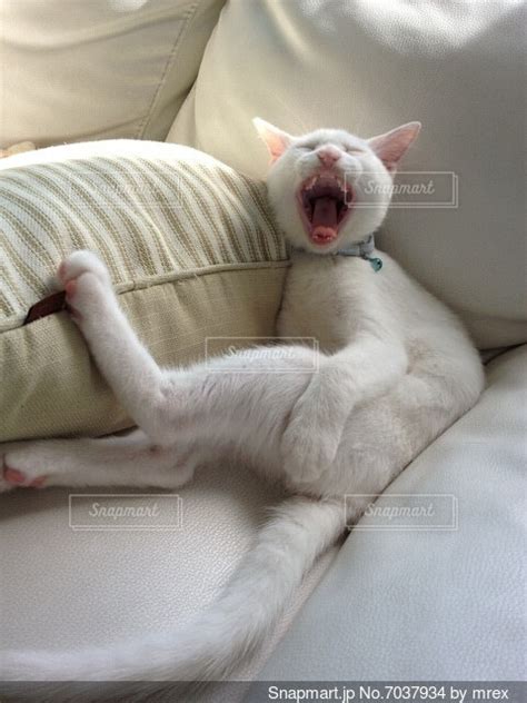 大あくびをする子猫の写真・画像素材 7037934 Snapmart（スナップマート）