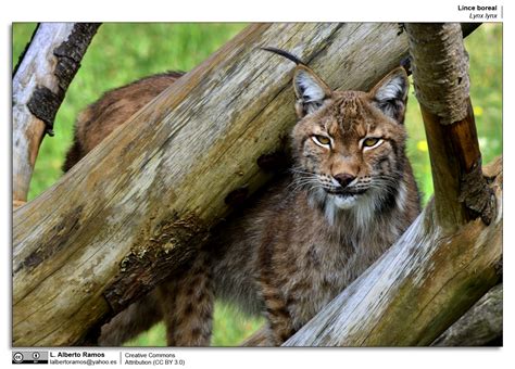 Lince Boreal L Alberto Ramos Fotografía