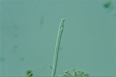 Protist Image Database