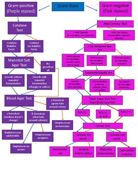 Microbiology Flow Chart Test Results And Organisms Overview Studocu