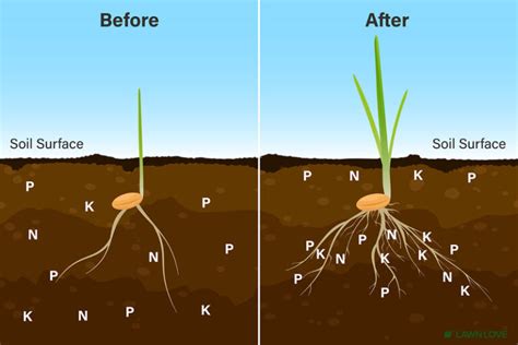 A Complete Guide To Fertilizing New Grass