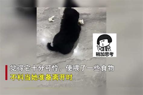 女子捡到流浪狗纠结养不养写2个纸团让其选择命运答案太惊喜