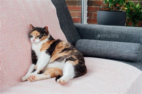 Lazy Multicolored Cat Sitting Like Human And Sleeping With Its Body