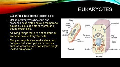 Cells The Basic Units Of Life New Textbook