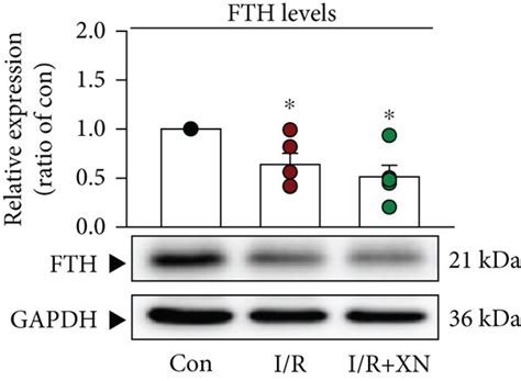 Xn Prevents The Ischemia Reperfusion Induced Ferroptosis In Ex Vivo