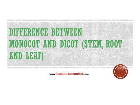 Difference Between Monocot Root And Dicot Root