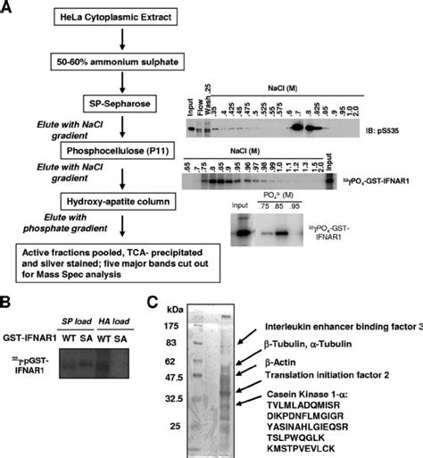 Purification Of Cellular Ser535 Kinase Activity A Purification