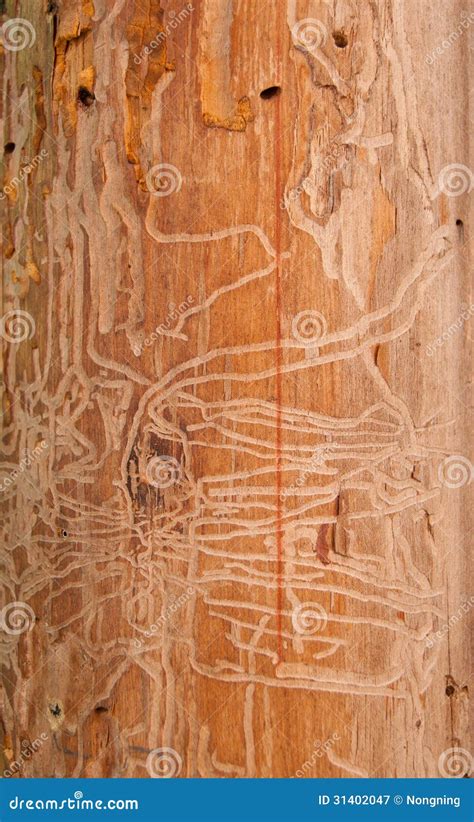 Grain Stock Image Image Of Orange Design Backdrop 31402047