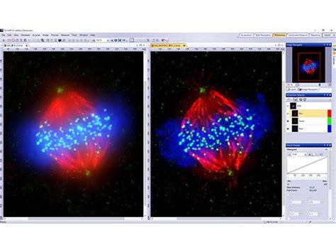 Cellsens Imaging Software Olympus Ls
