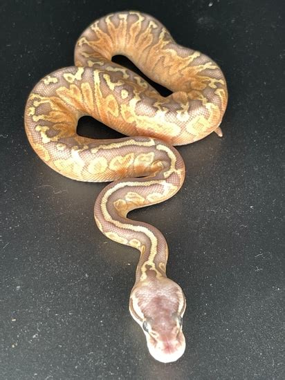 Super Pastel Sunset Ball Python By Killeys Morphs
