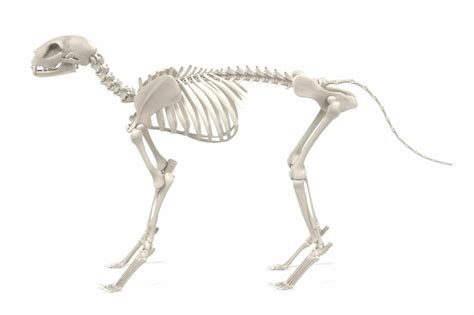 Anatomia del gatto tra caratteristiche e curiosità zooplus Magazine