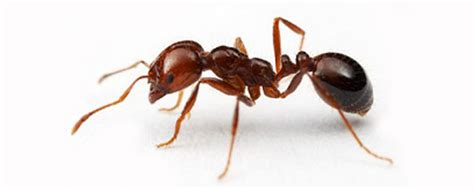 Creature Feature Dead Ant Adds Cast Members The Horror Entertainment