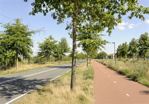 Tree Root Guide Greenmax Groenoplossingen Tree Root Guide Greenmax Groenoplossingen