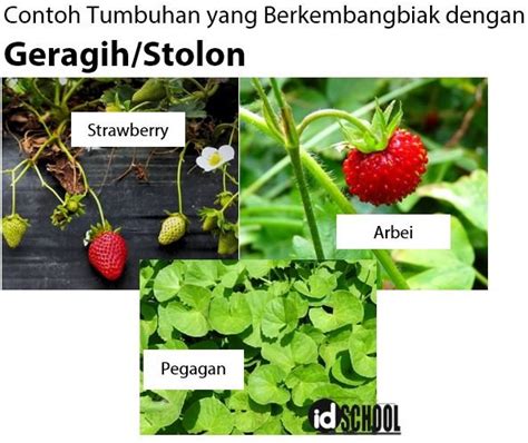 Contoh Tanaman Stolon Homecare24