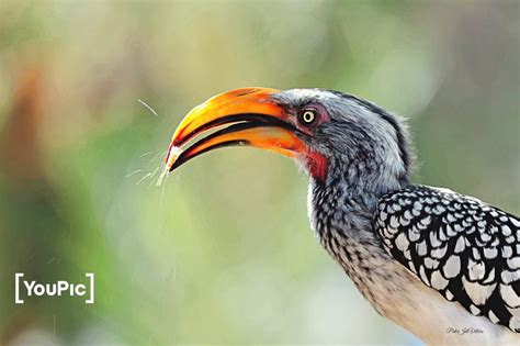 A Cracker Beak By Pieter J De Villiers On Youpic